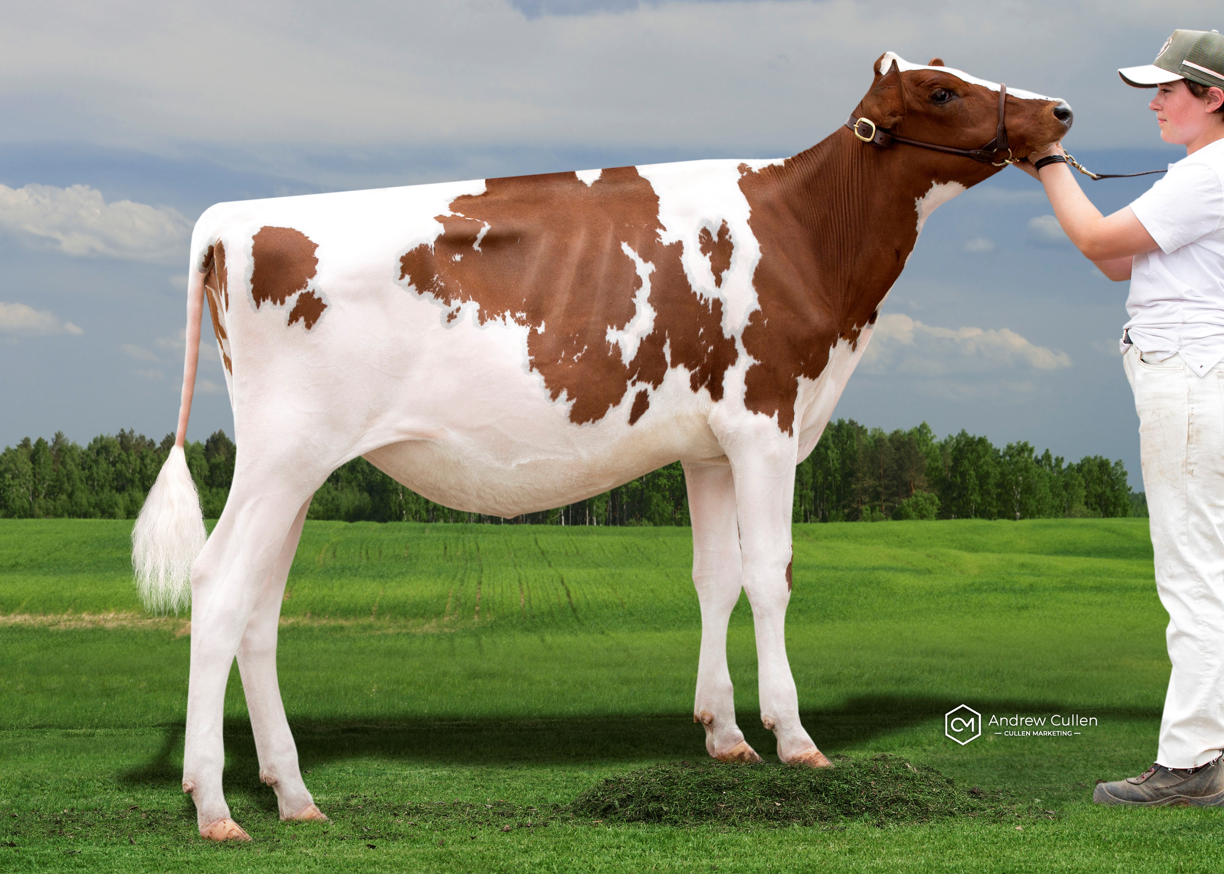 ALL AUSTRALIAN HEIFER CLASS