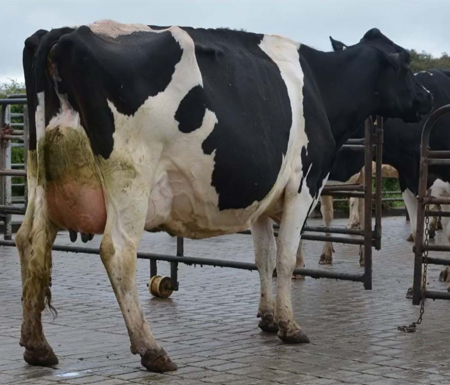 Semex/Holstein Australian On-Farm Competition - East Gippsland, Hunter ...