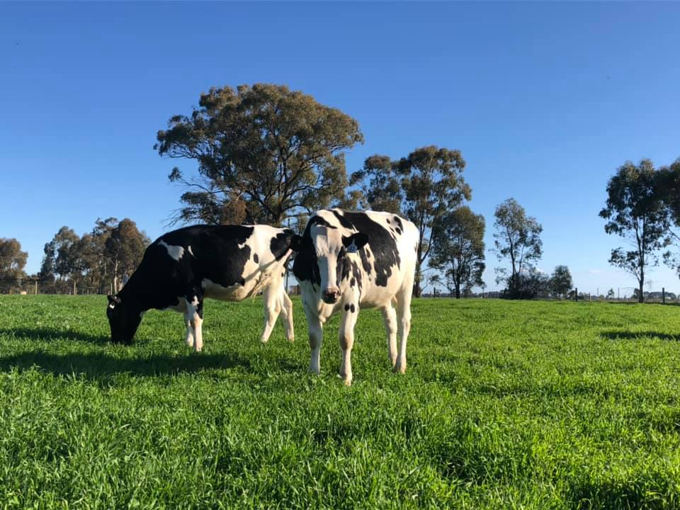 Buoyant market for Registered Holsteins