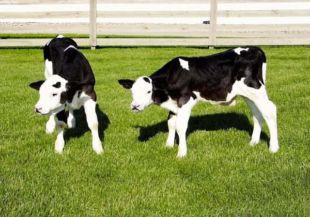 Science and traditional skills lift the Holstein breed in Australia