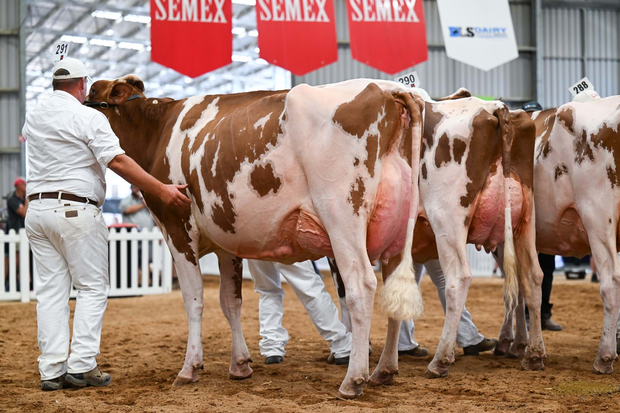 2024 NATIONAL RED & WHITE HOLSTEIN SHOW