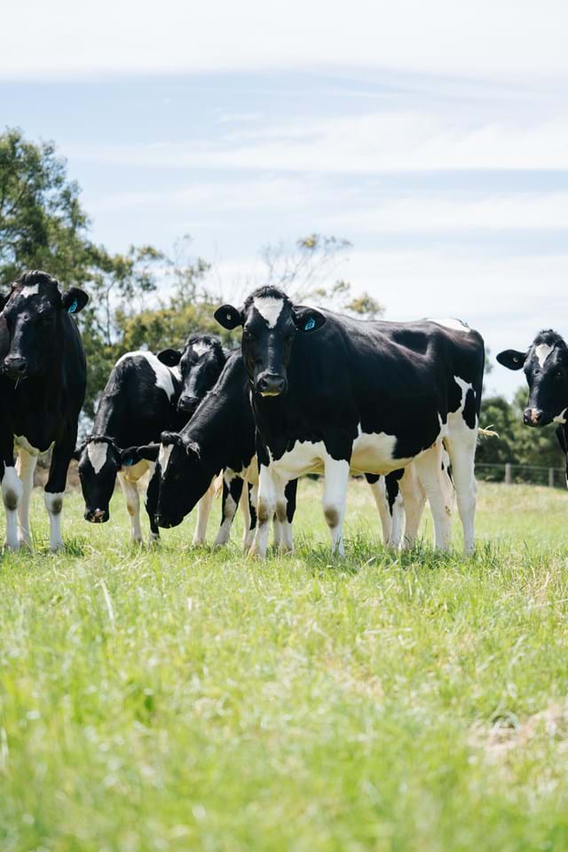 April Proofs: Home grown cow families to the fore