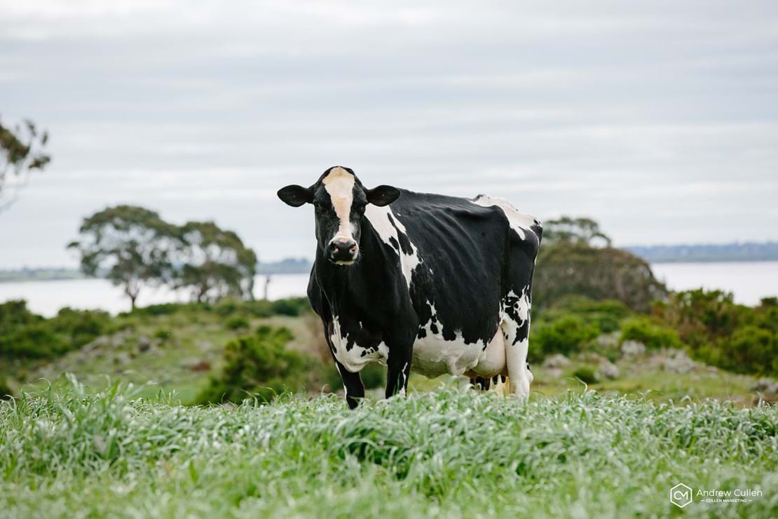 17-year-old Holstein cow calves again!