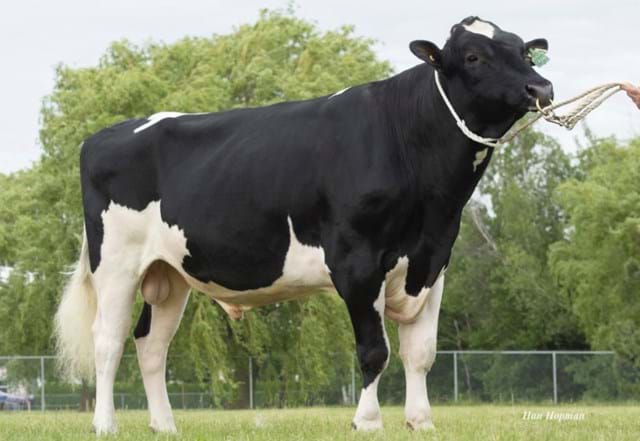 The progress of Australian Holstein genetics